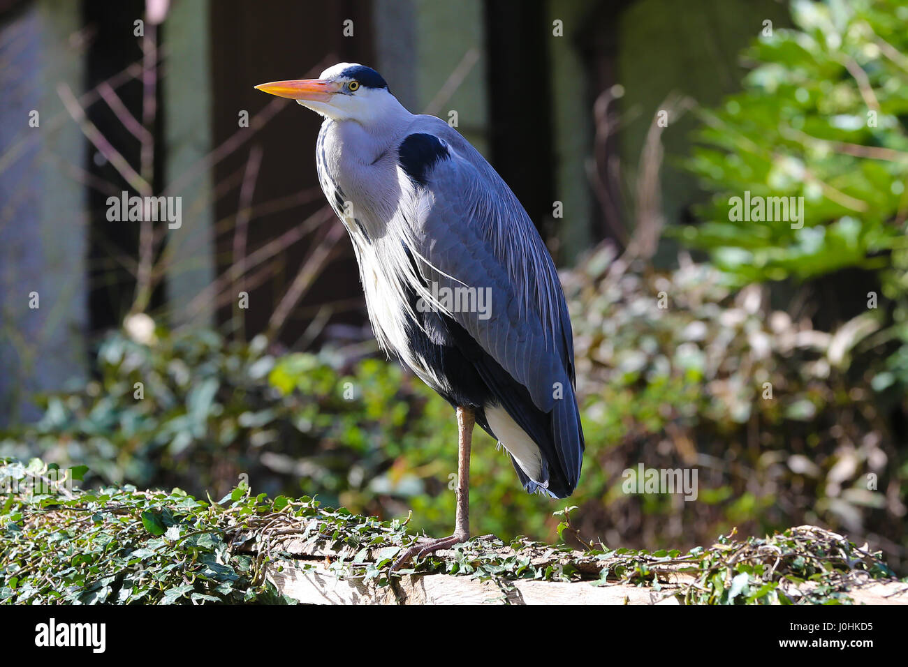 People enjoy the warm and sunny weather in St James's Park in London ...