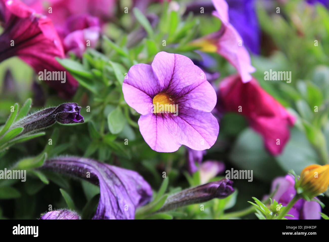Scattered flower decoration hi-res stock photography and images - Alamy