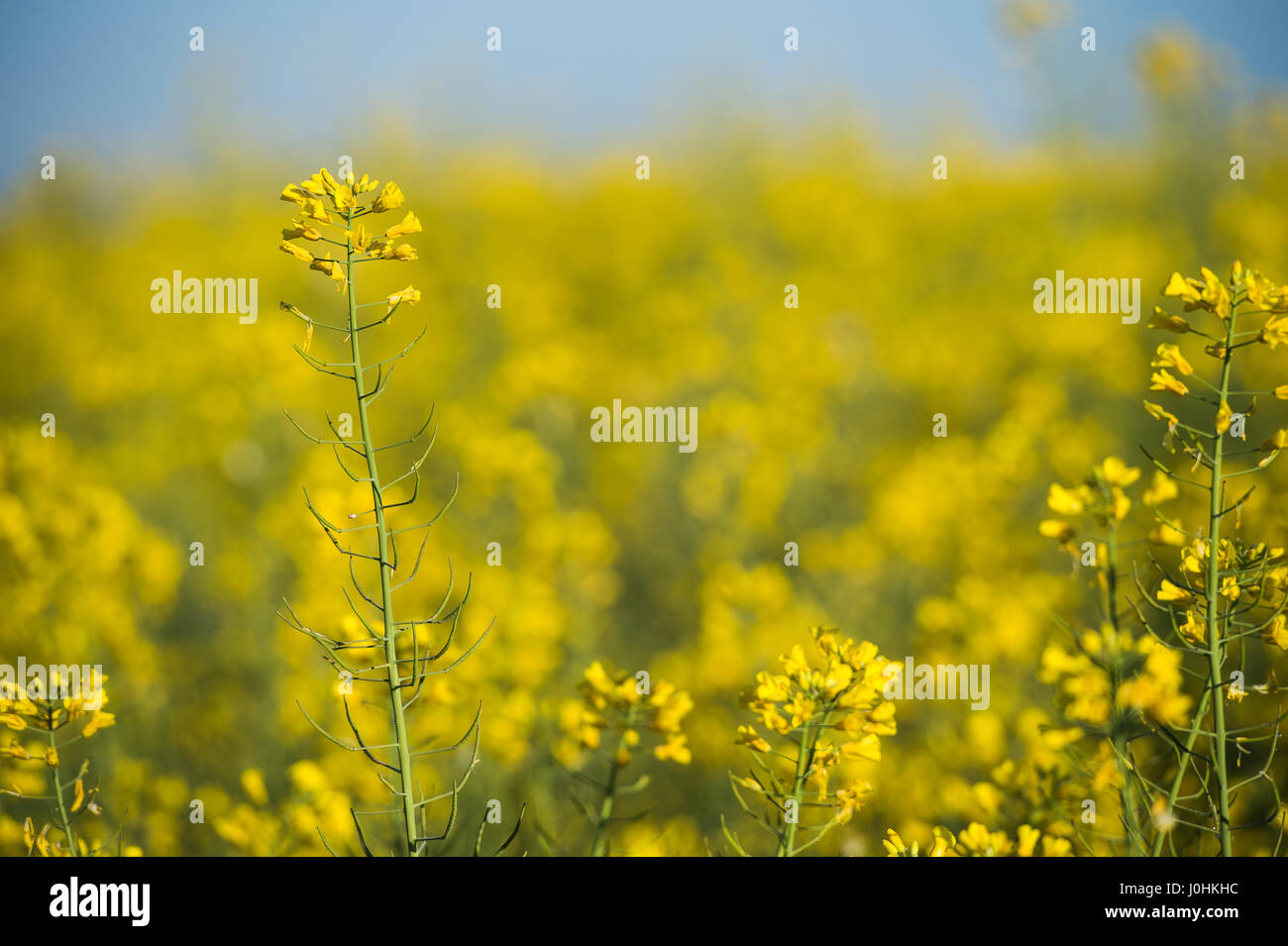 Rapeseed field, Blooming canola flowers close up. Rape on the field in ...