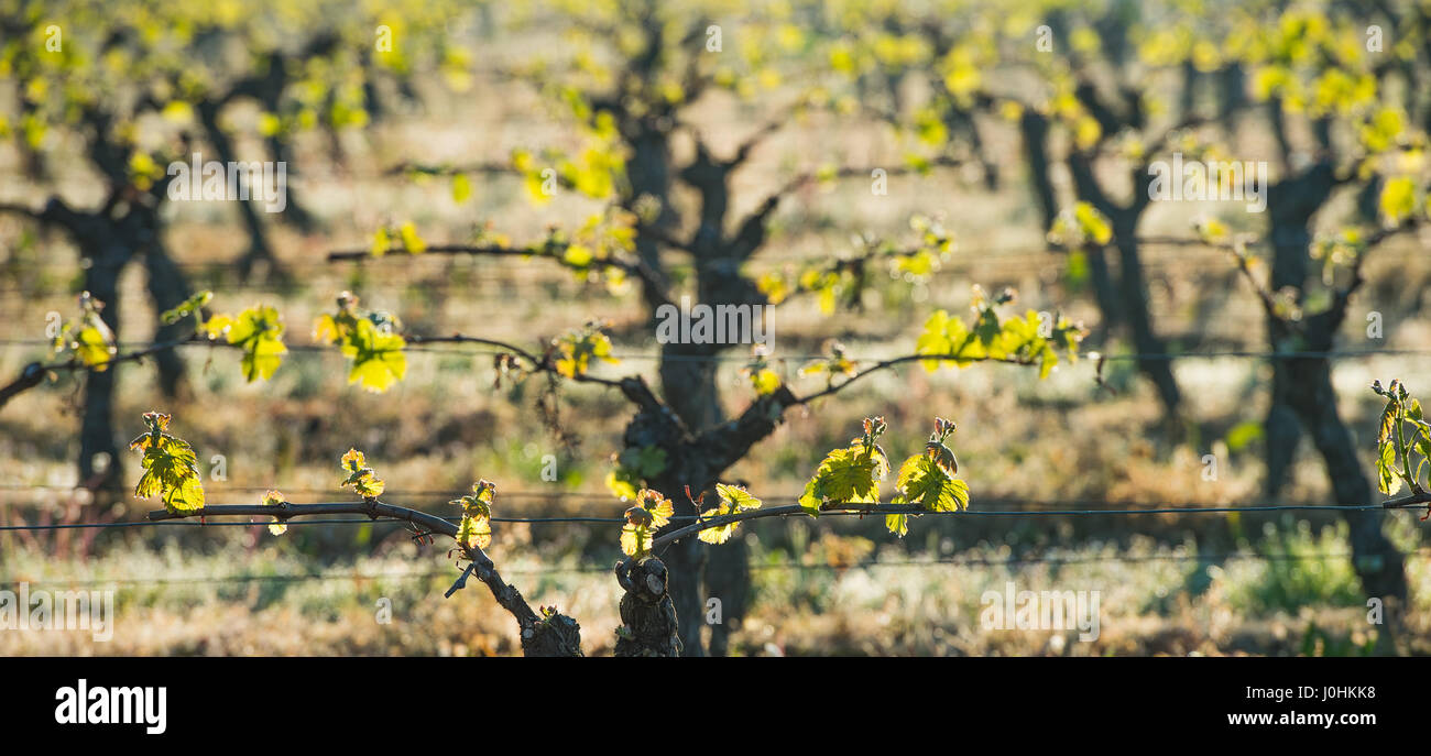 First spring leaves on a trellised vine growing in vineyard, Bordeaux ...