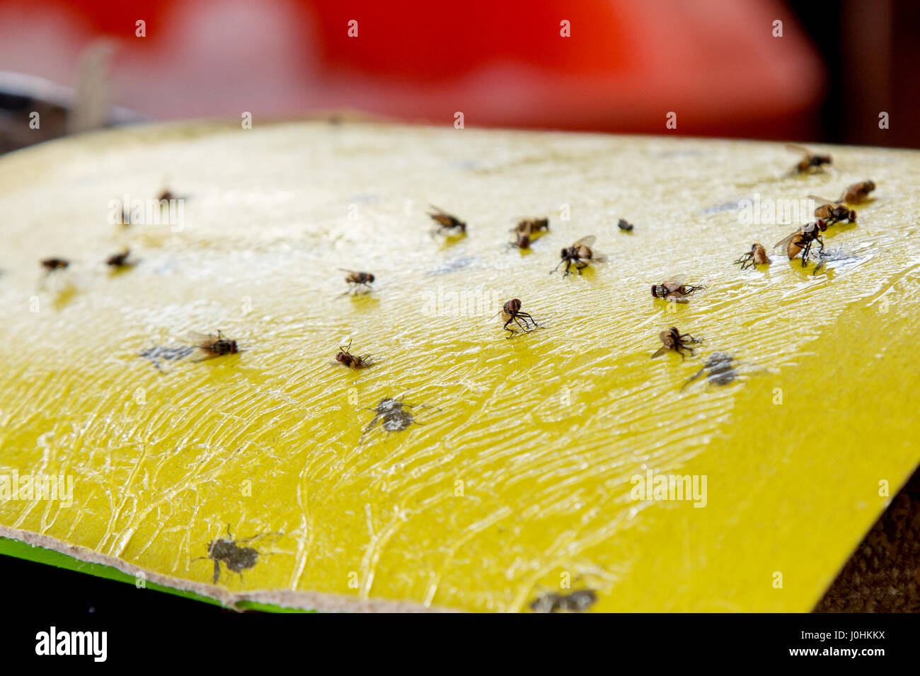Flies on food hi-res stock photography and images - Alamy