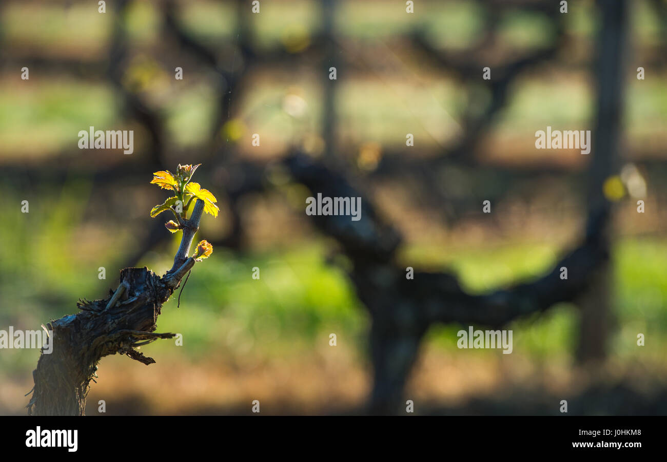 First spring leaves on a trellised vine growing in vineyard, Bordeaux ...