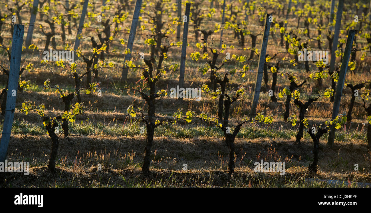 First spring leaves on a trellised vine growing in vineyard, Bordeaux ...