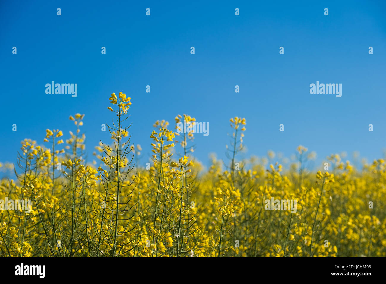 Rapeseed field, Blooming canola flowers close up. Rape on the field in ...