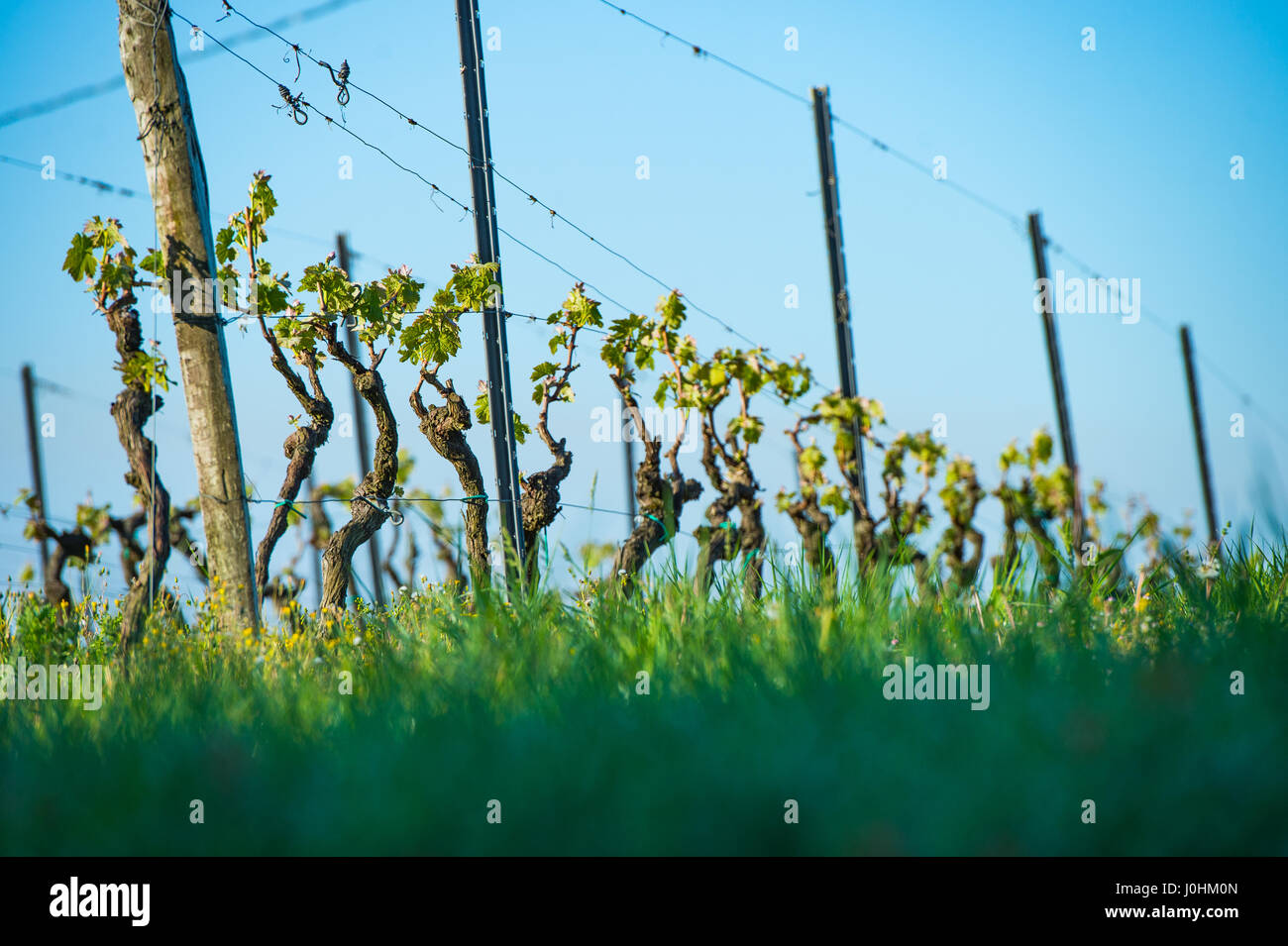 First spring leaves on a trellised vine growing in vineyard, Bordeaux ...