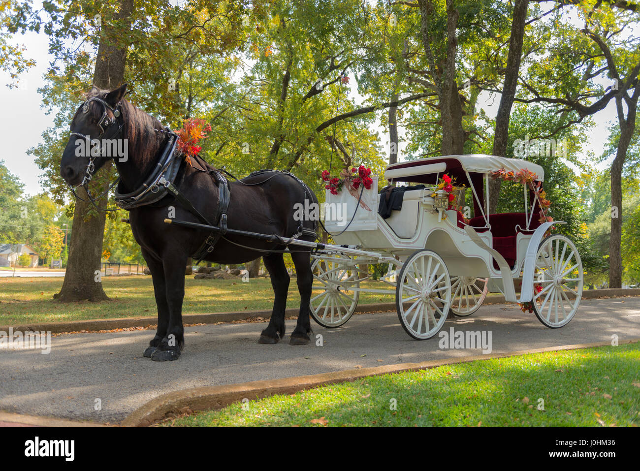 Horse and Carriage Ride in a forest Stock Photo - Alamy