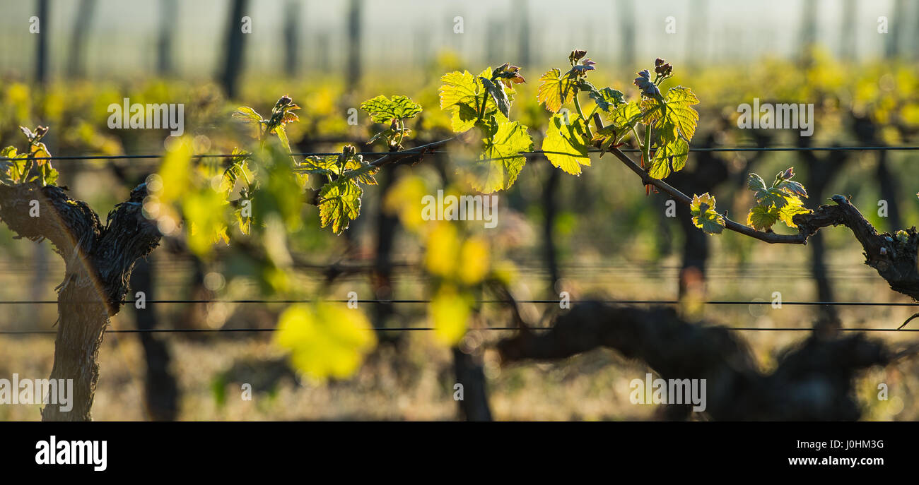 First spring leaves on a trellised vine growing in vineyard, Bordeaux ...