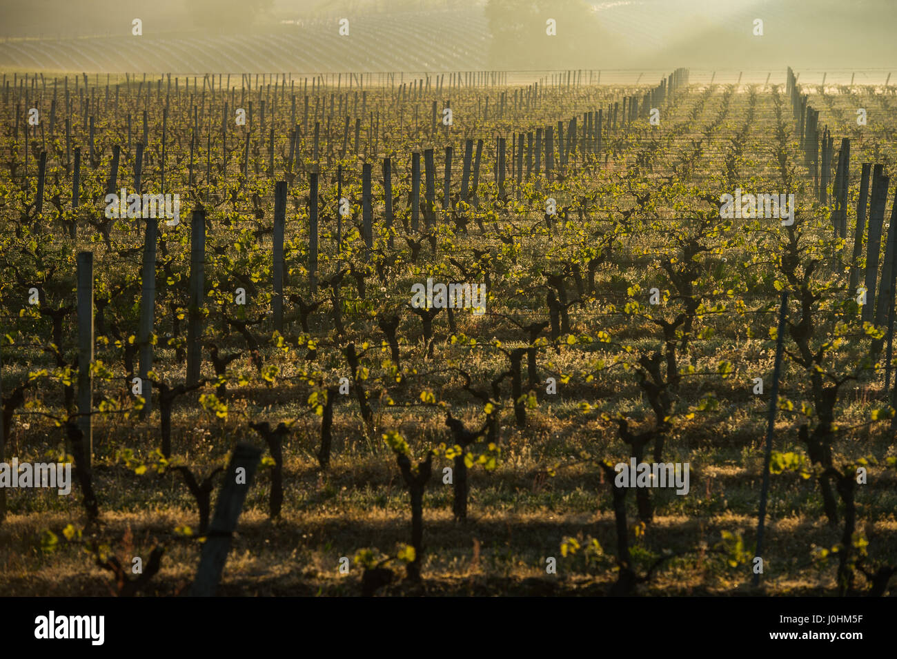 First spring leaves on a trellised vine growing in vineyard, Bordeaux ...