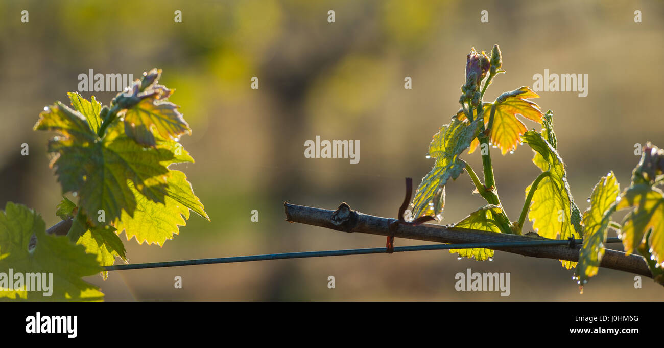 First spring leaves on a trellised vine growing in vineyard, Bordeaux ...