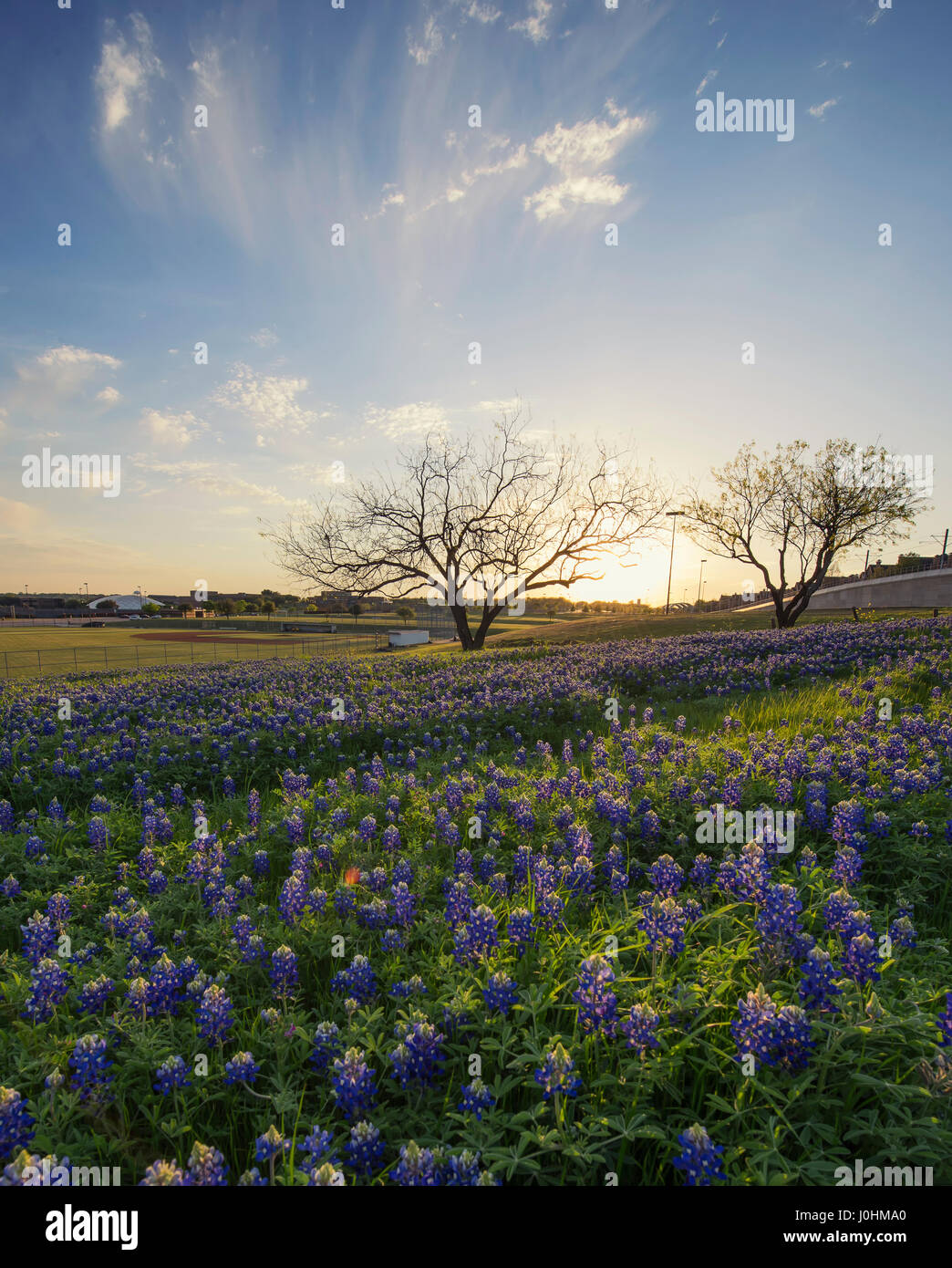 Bluebonnet flowers field in Irving, Texas Stock Photo - Alamy