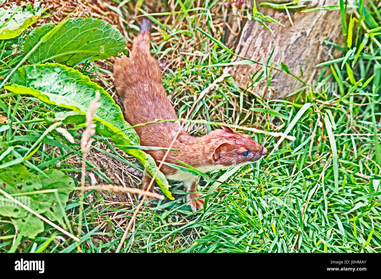 Stout, Mustela Erminea Captive, Surrey Stock Photo - Alamy
