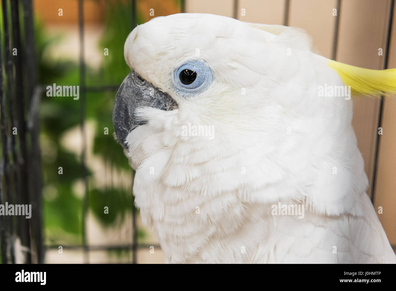 Big white parrot, closeup portrait Stock Photo - Alamy