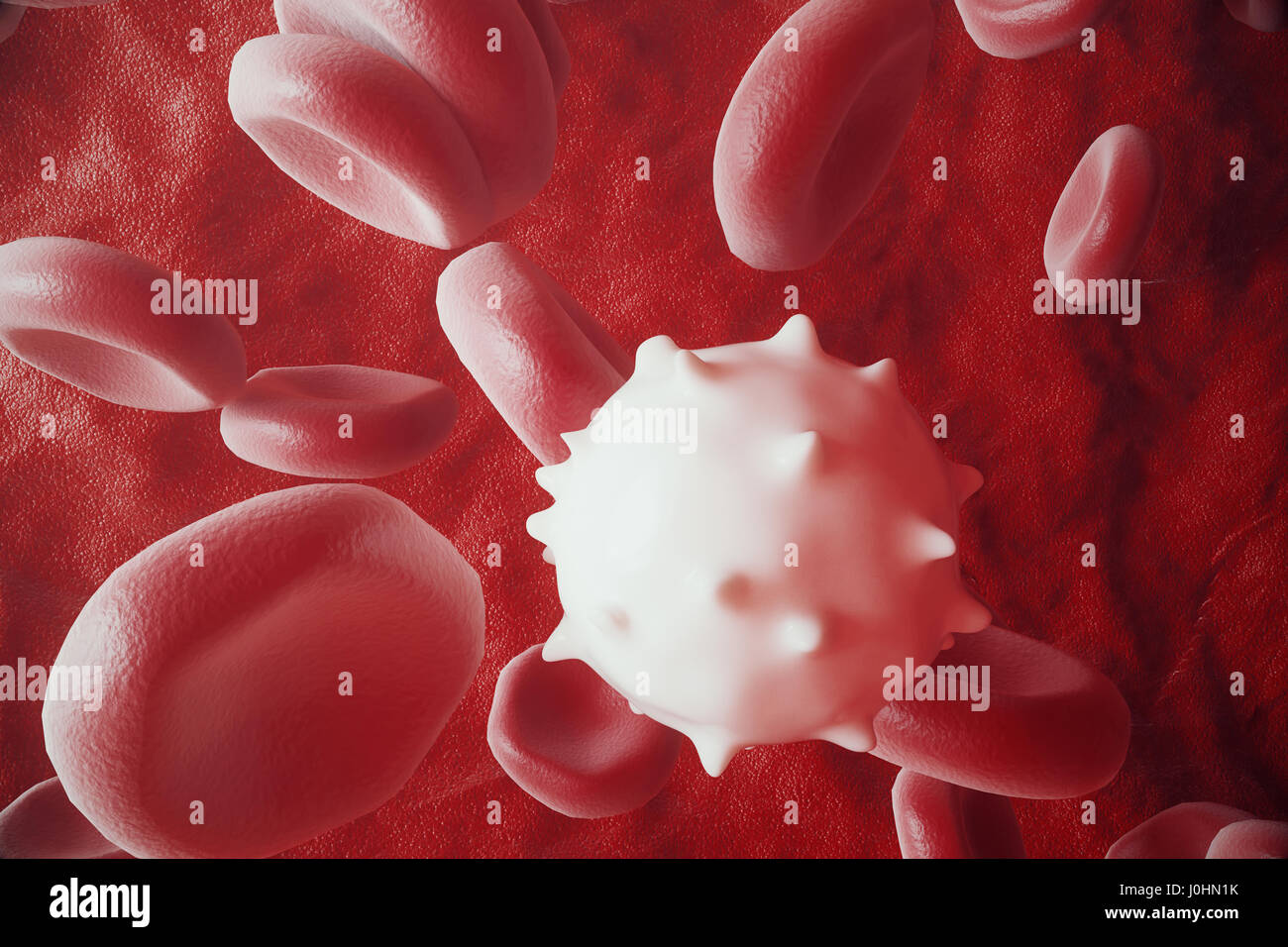 White blood cell between red blood cells, flow insice artery or vein ...