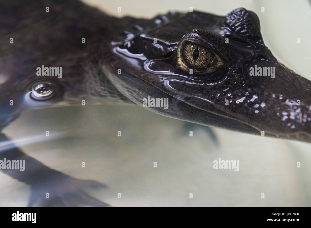 Beautiful caiman crocodile closeup portrait Stock Photo - Alamy