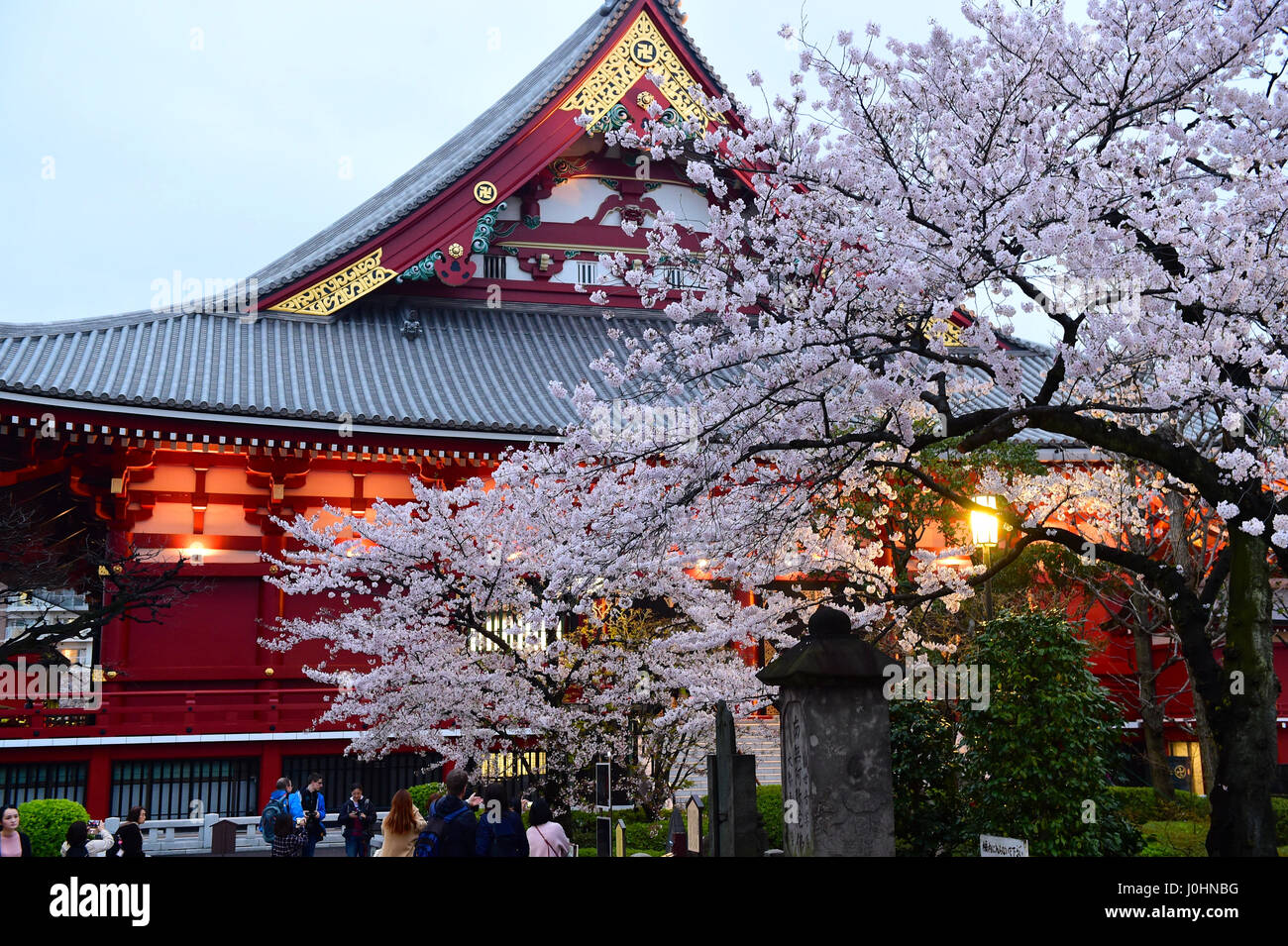 Cherry Blossom in Asakusa Temple Stock Photo - Alamy