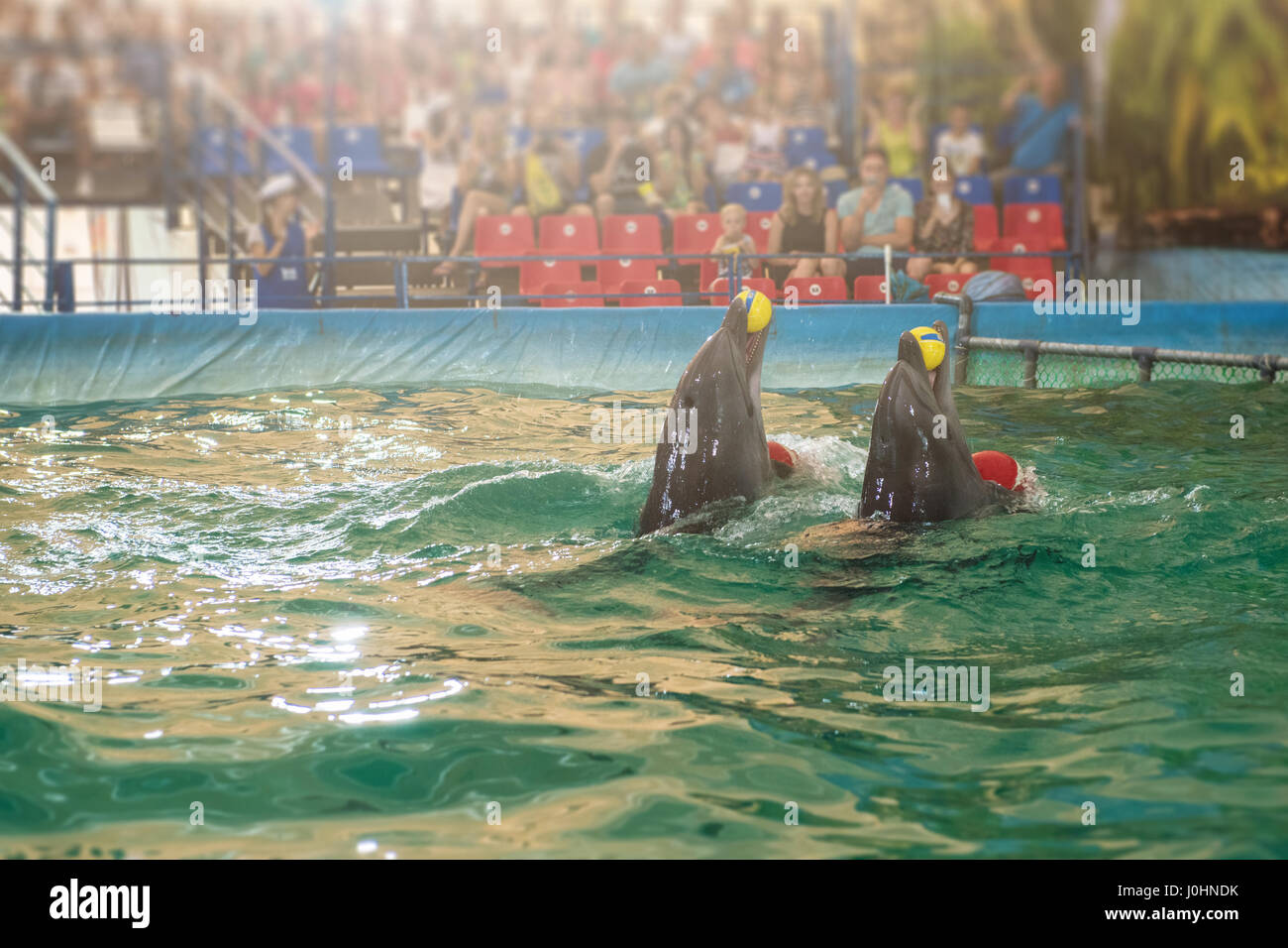 Two dolphins at dolphinarium on performance Stock Photo - Alamy