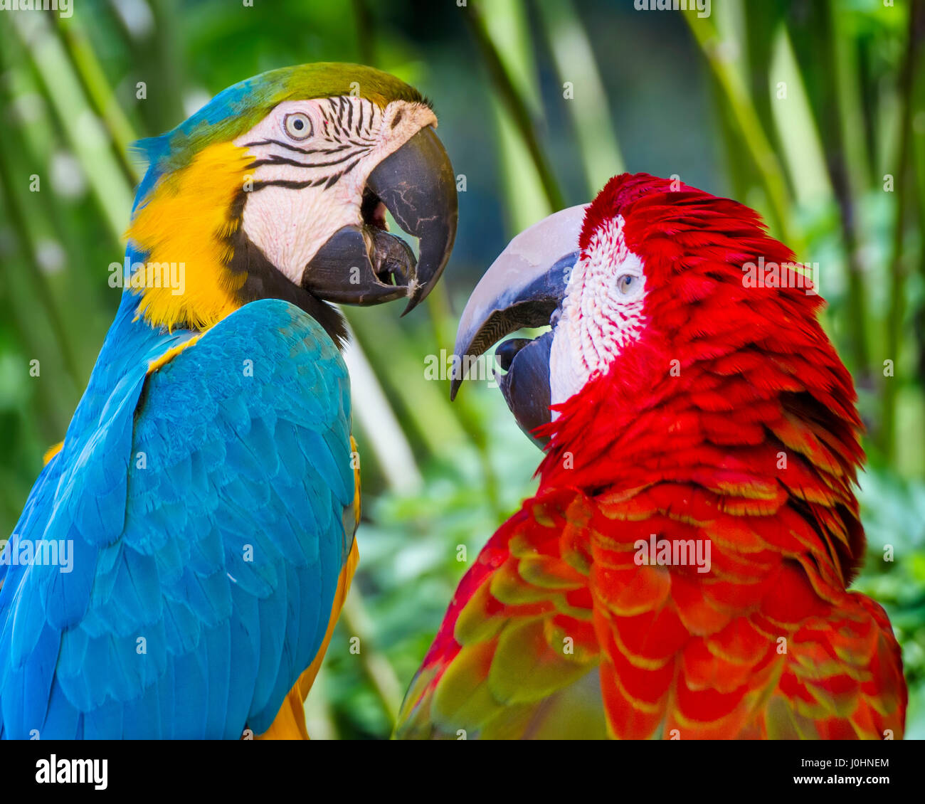 A pair of macaws seem to be engaging in a lively conversation Stock ...