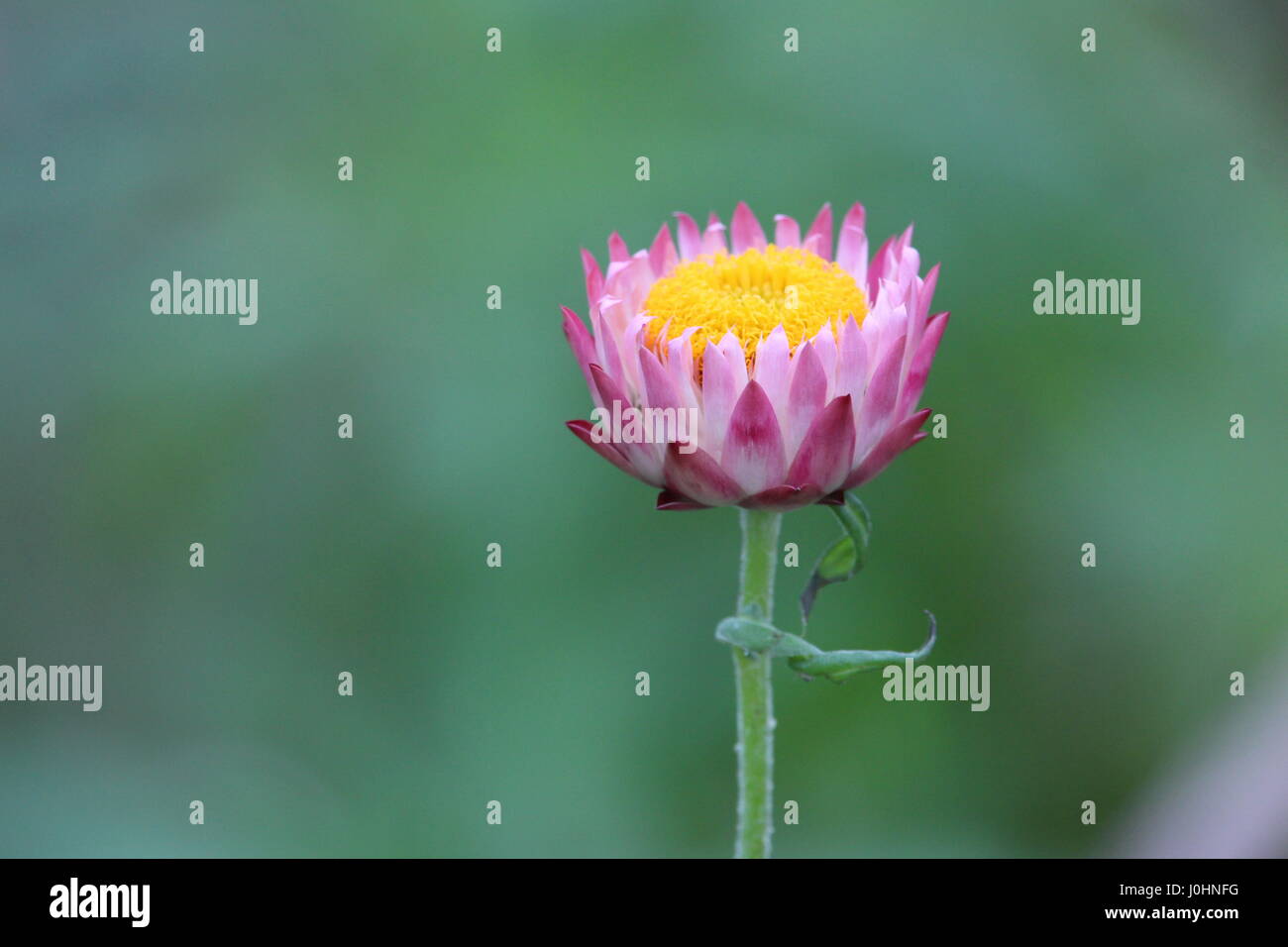 Shallow depth of field, close up photograph of a young pink flower bud ...