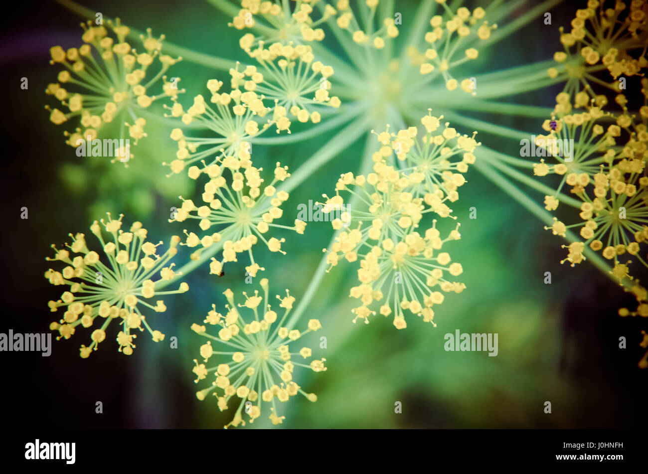 Black beetle Cerambyx cerdo sitting on a flower dill Stock Photo - Alamy