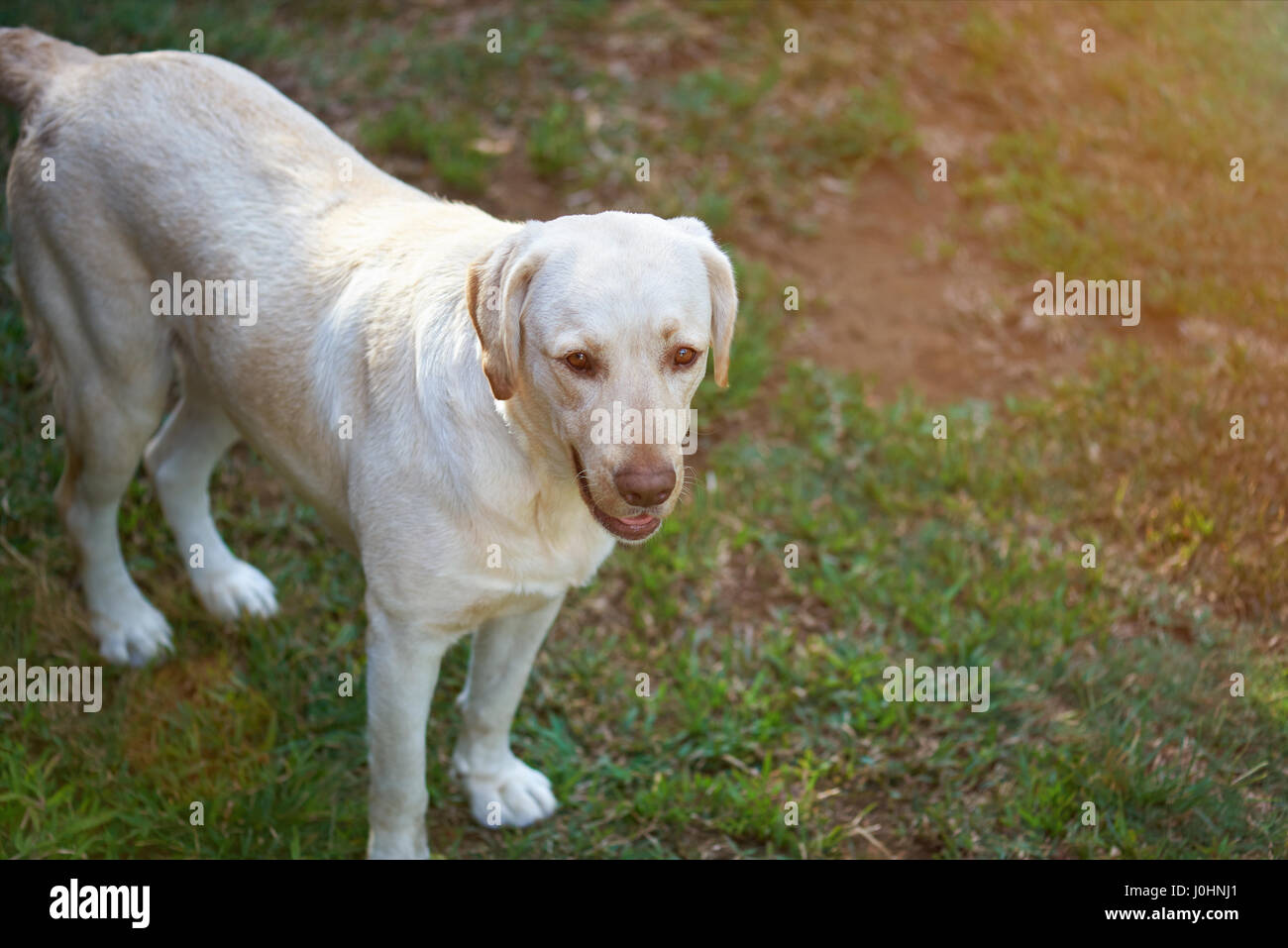 One labrador stand on green grass in sunny day. Retriever stand in park ...