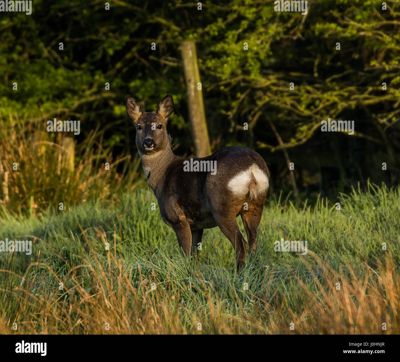 Deer bum hi-res stock photography and images - Alamy