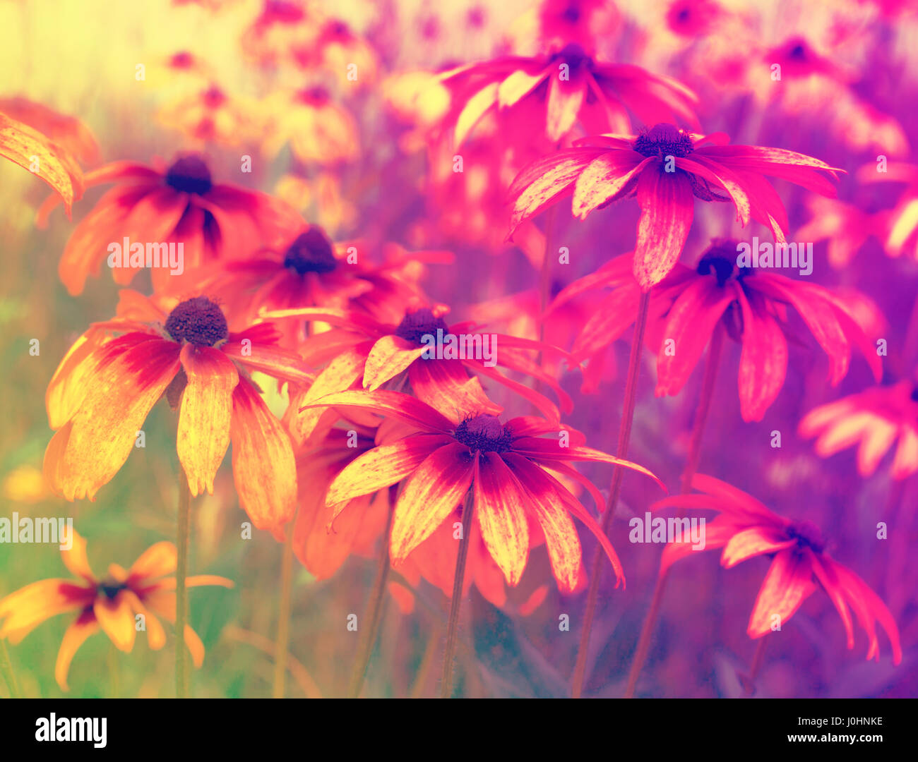 Vintage flower background. Gradient color. Flower lawn in a garden ...