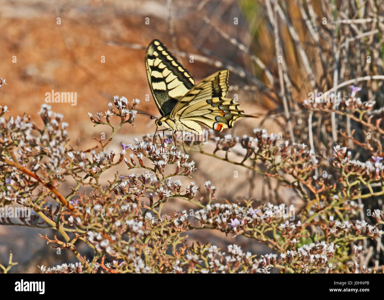 Swallow Tail Butterfly Stock Photo - Alamy