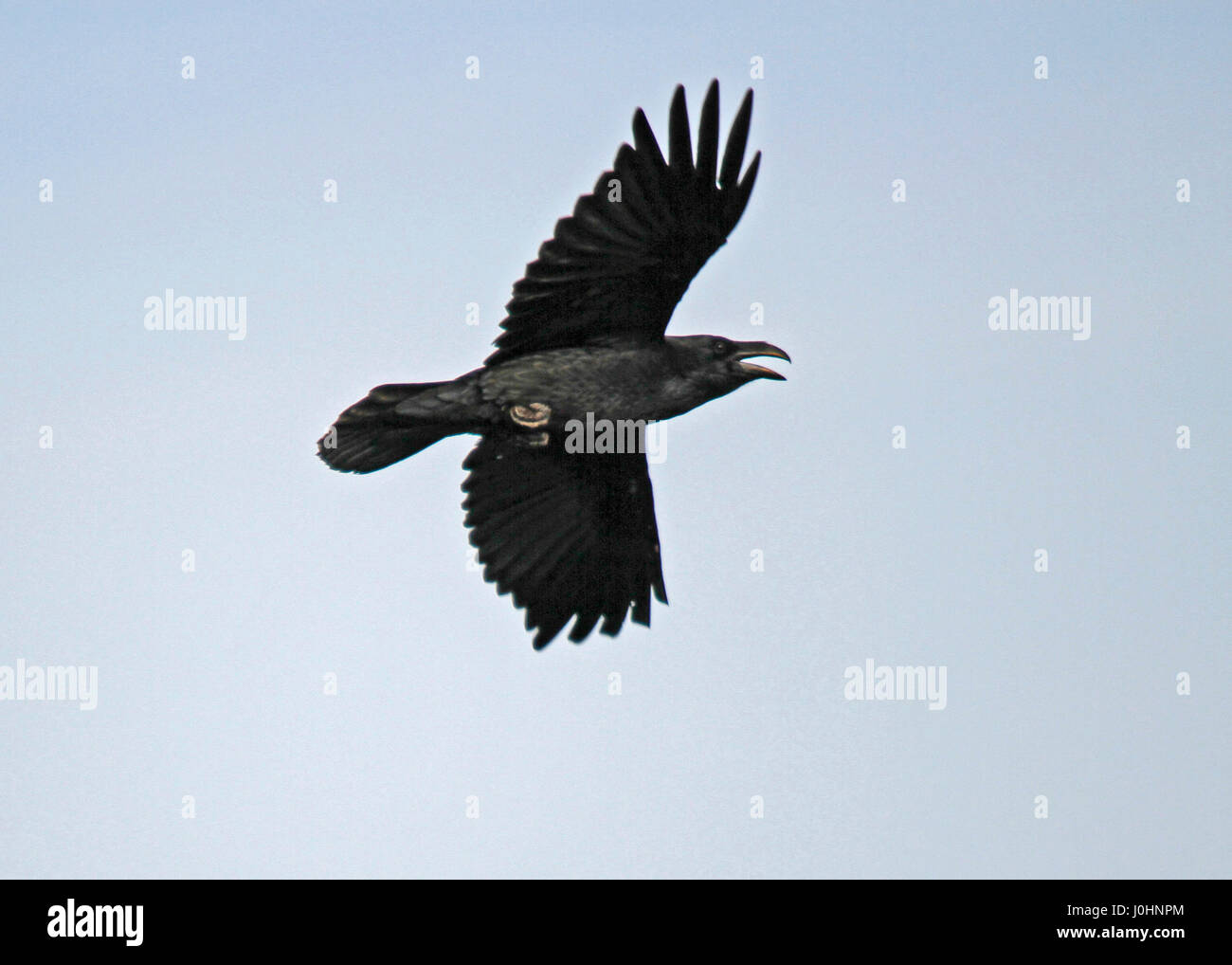 raven in flight Stock Photo - Alamy