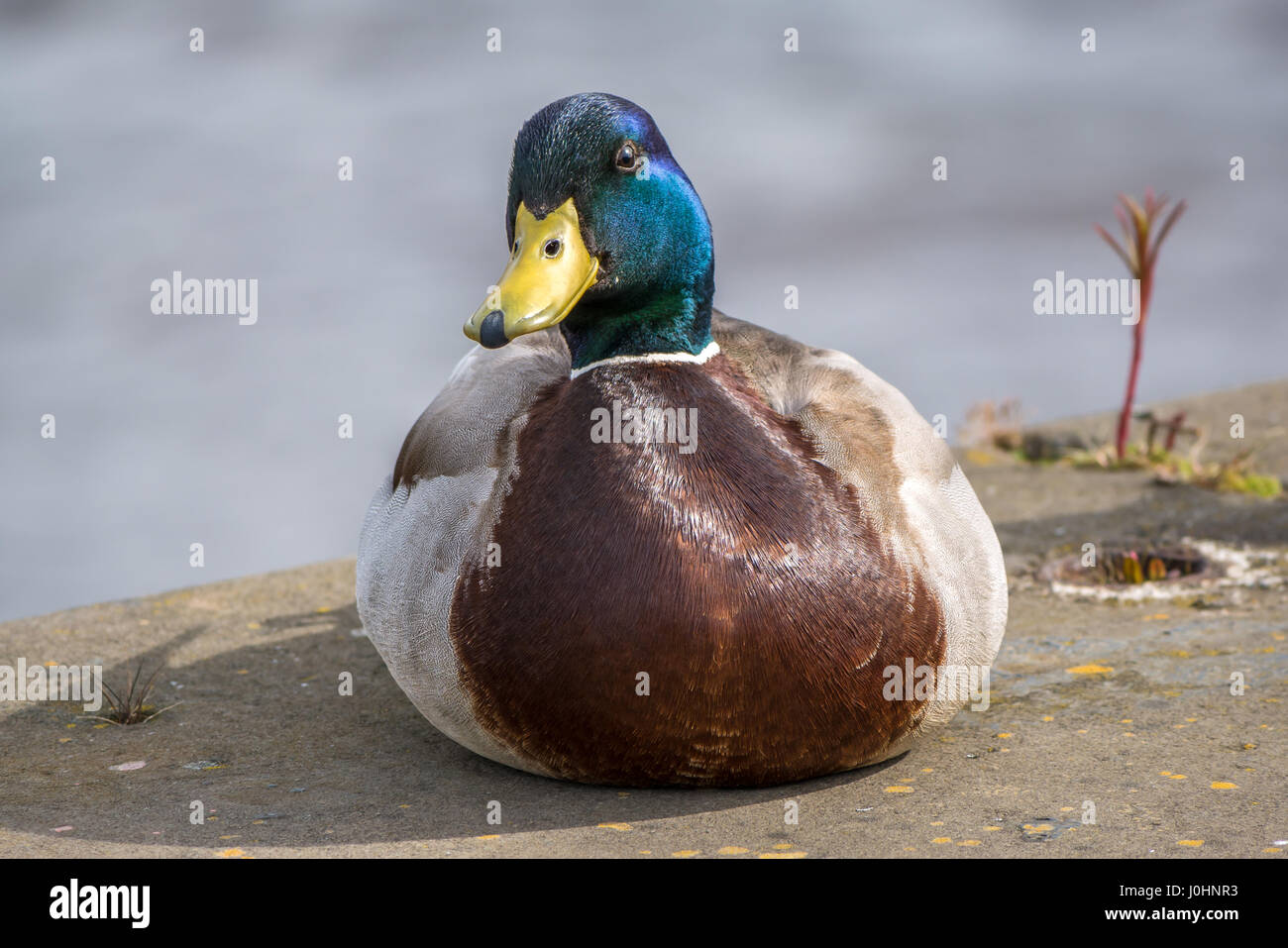 Colourful duck hi-res stock photography and images - Alamy