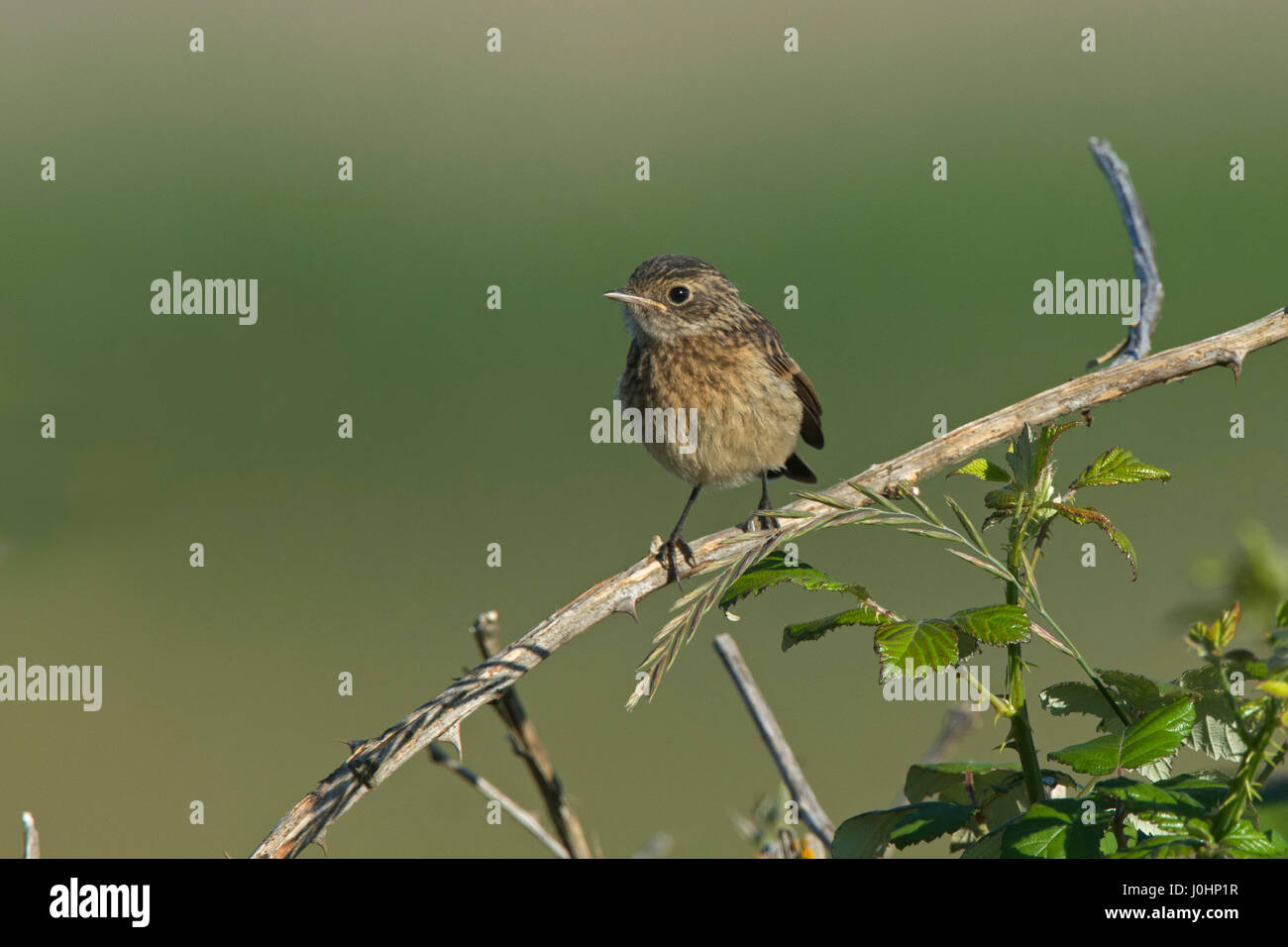 Juvenile stonechat hi-res stock photography and images - Alamy