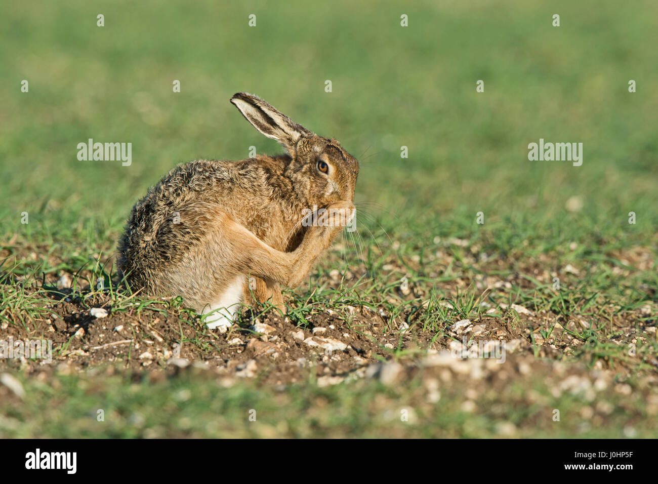 Hare Scratching High Resolution Stock Photography and Images - Alamy