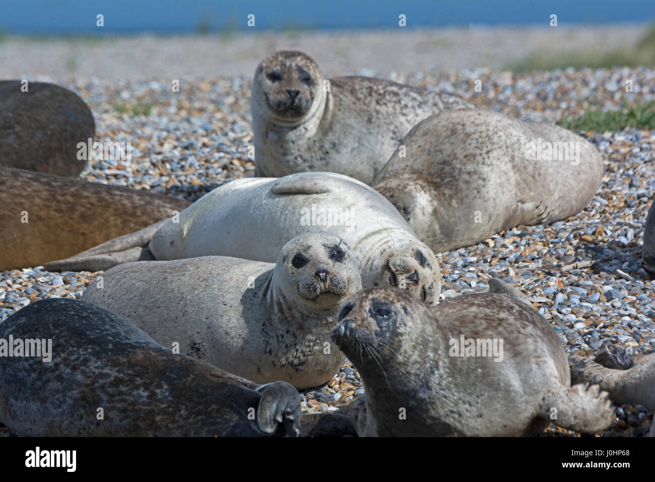 Common harbour seals hi-res stock photography and images - Alamy