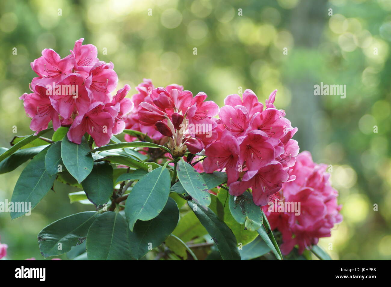 Peter koster hi-res stock photography and images - Alamy