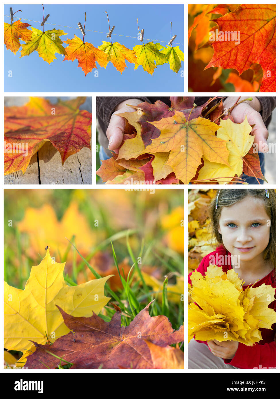 Collage with colorful autumn leaves Stock Photo - Alamy