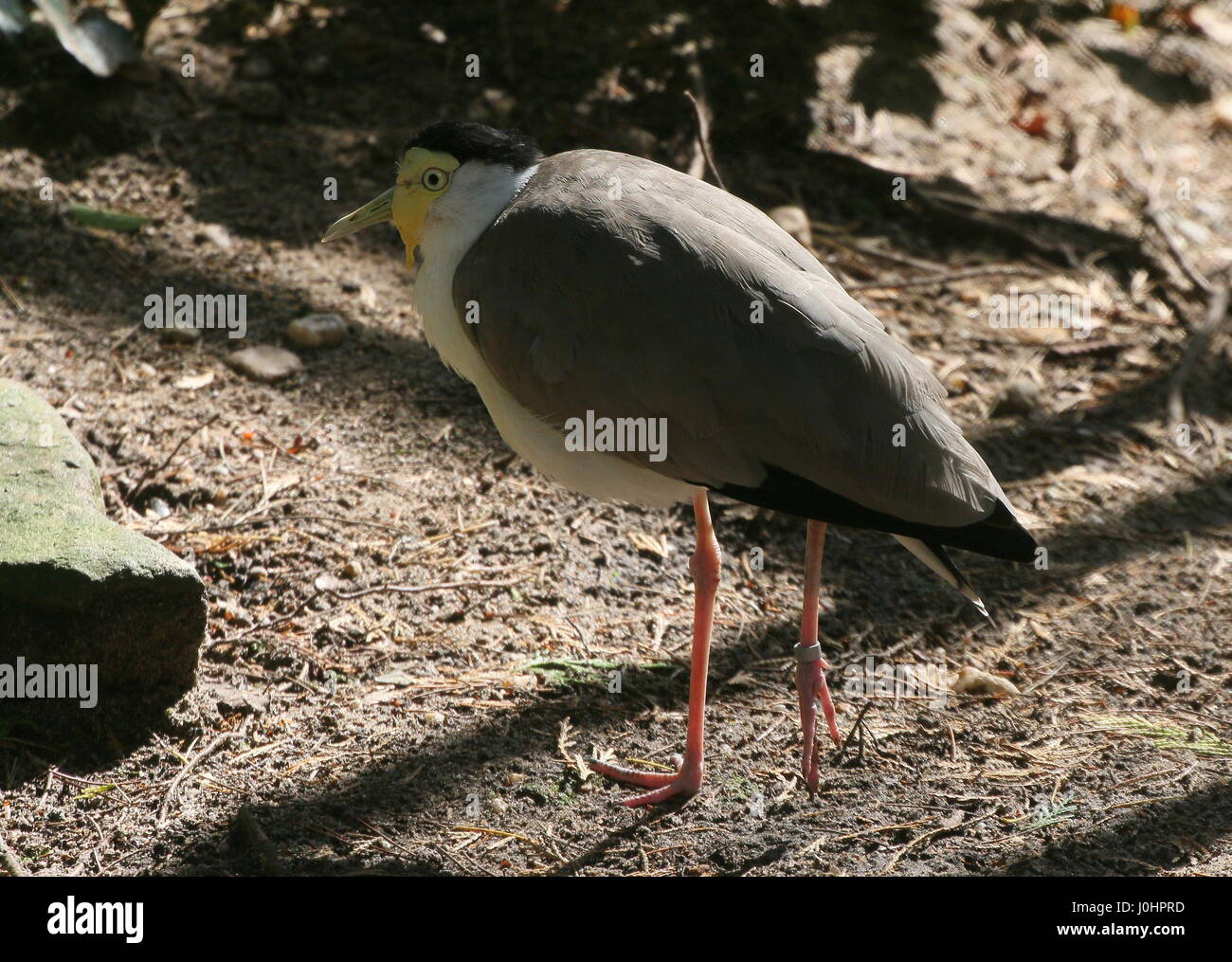Australian Masked Lapwing (Vanellus miles Stock Photo - Alamy