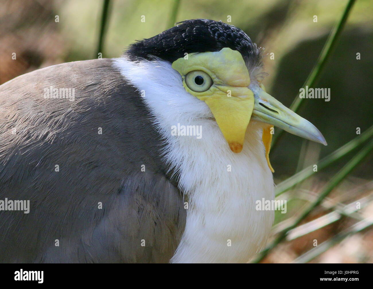 Australian Masked Lapwing (Vanellus miles), extreme close-up of body ...