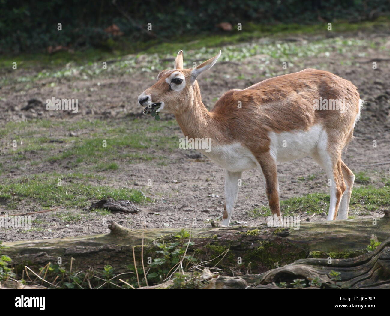 Female Indian Blackbuck antelope (Antilope cervicapra Stock Photo - Alamy