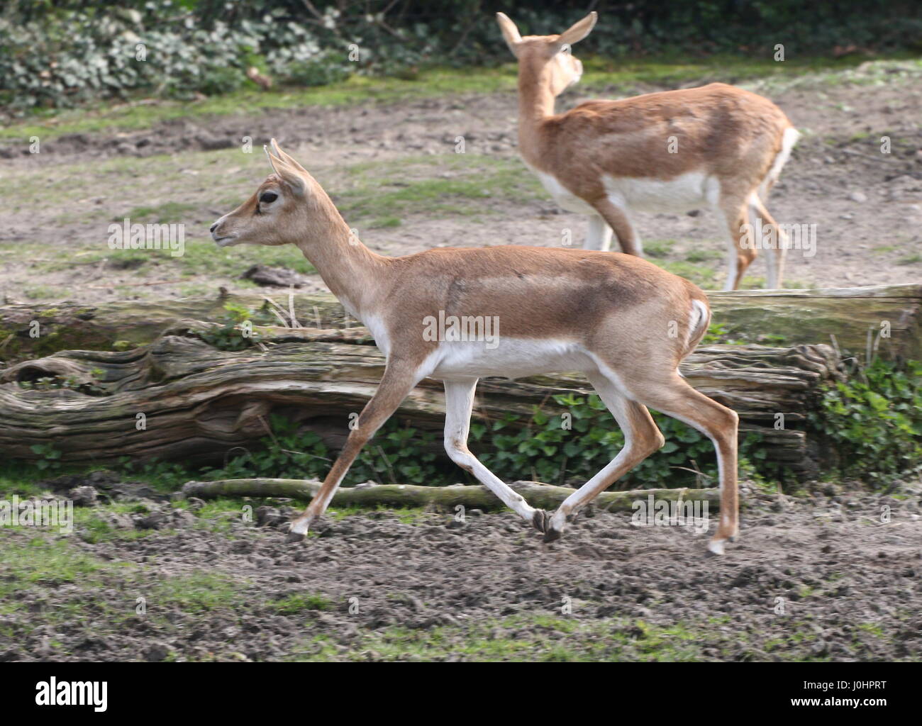Female Indian Blackbuck antelope (Antilope cervicapra Stock Photo - Alamy