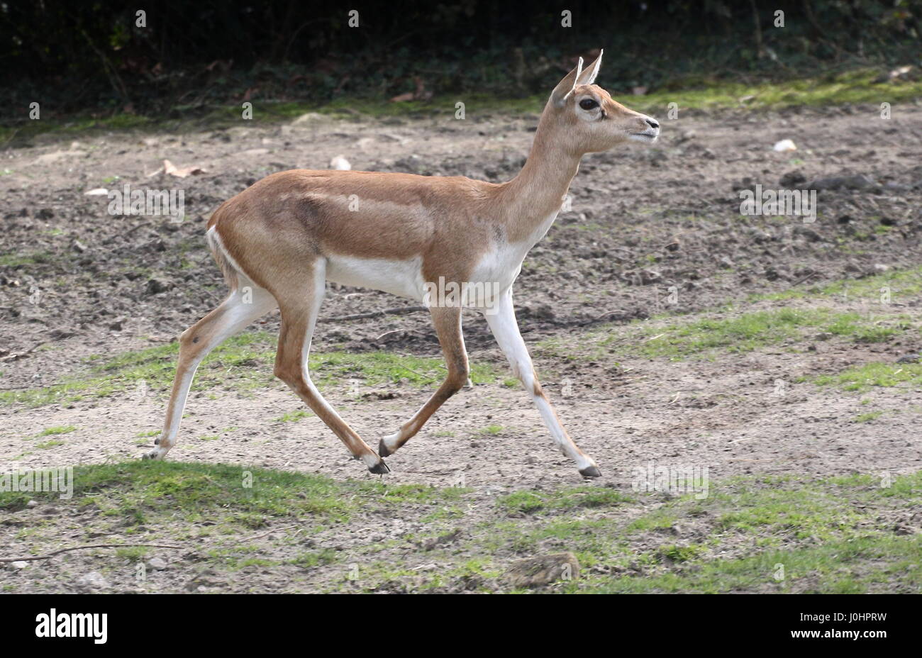 Female Indian Blackbuck antelope (Antilope cervicapra Stock Photo - Alamy