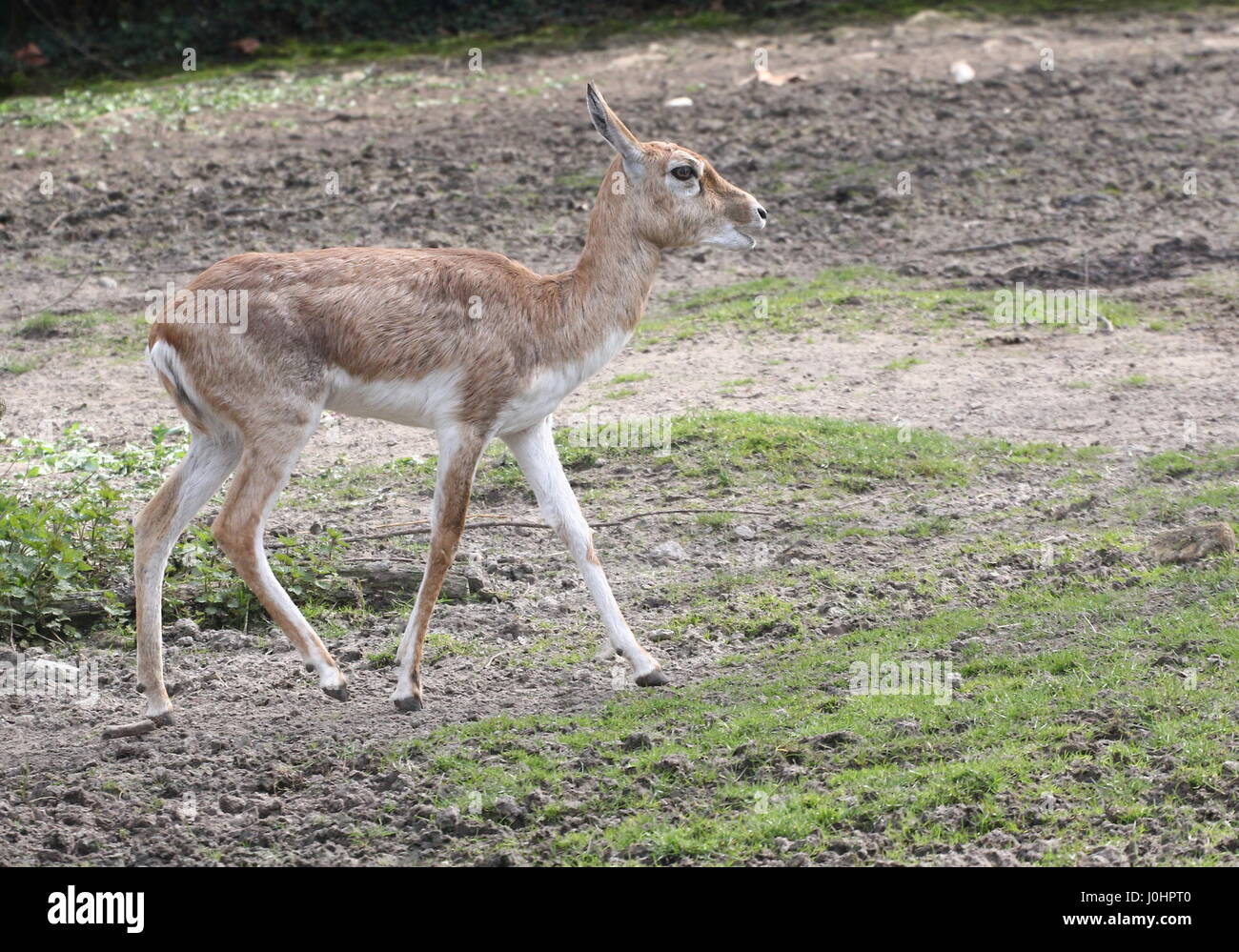 Female Indian Blackbuck antelope (Antilope cervicapra Stock Photo - Alamy