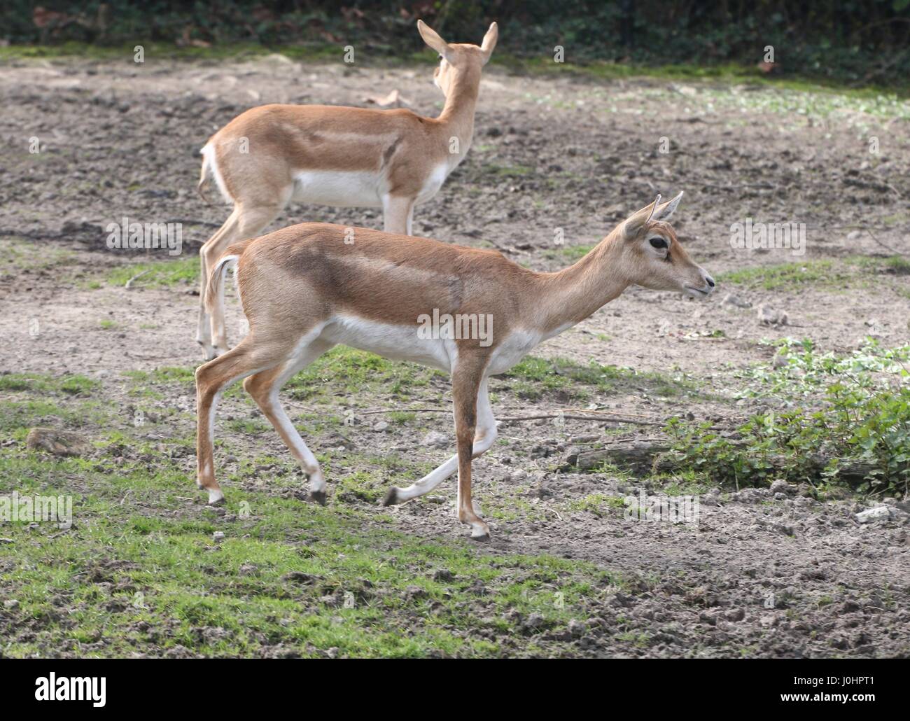 Female Indian Blackbuck antelope (Antilope cervicapra Stock Photo - Alamy