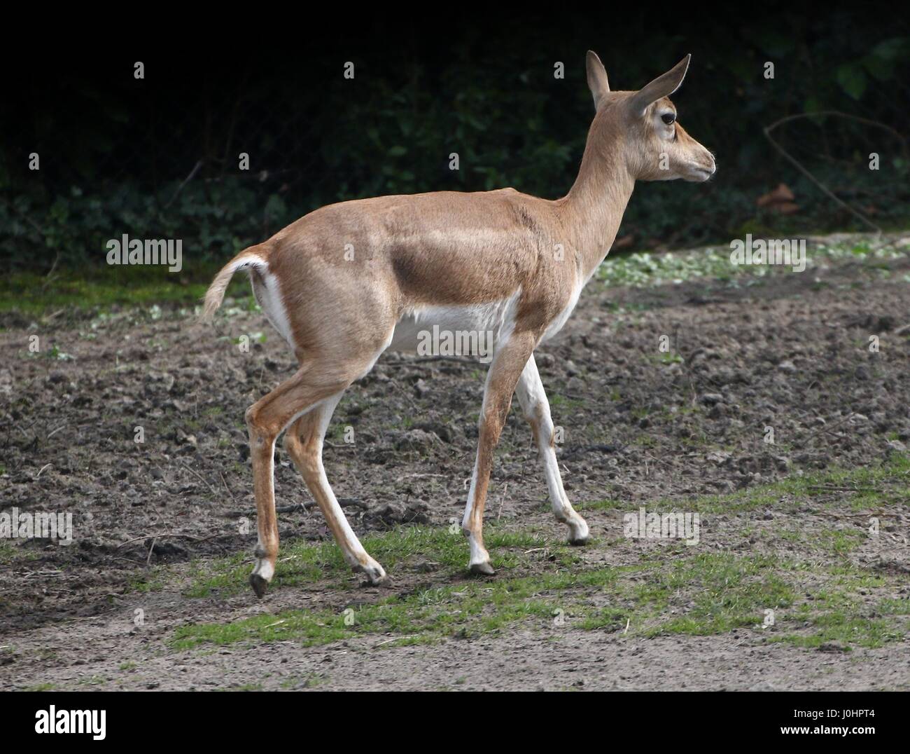 Female Indian Blackbuck antelope (Antilope cervicapra Stock Photo - Alamy