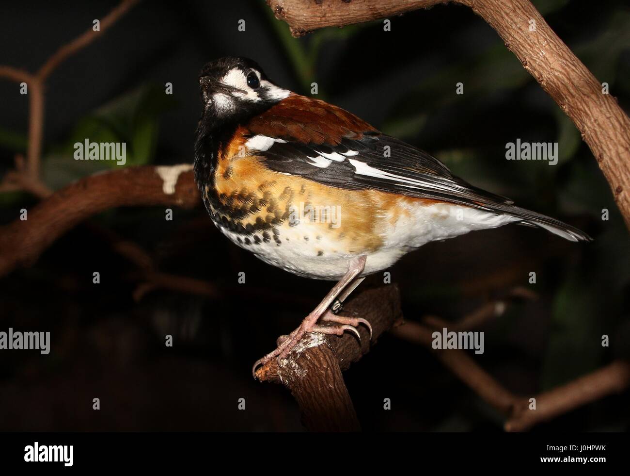 Chestnut backed ground thrushes High Resolution Stock Photography and ...