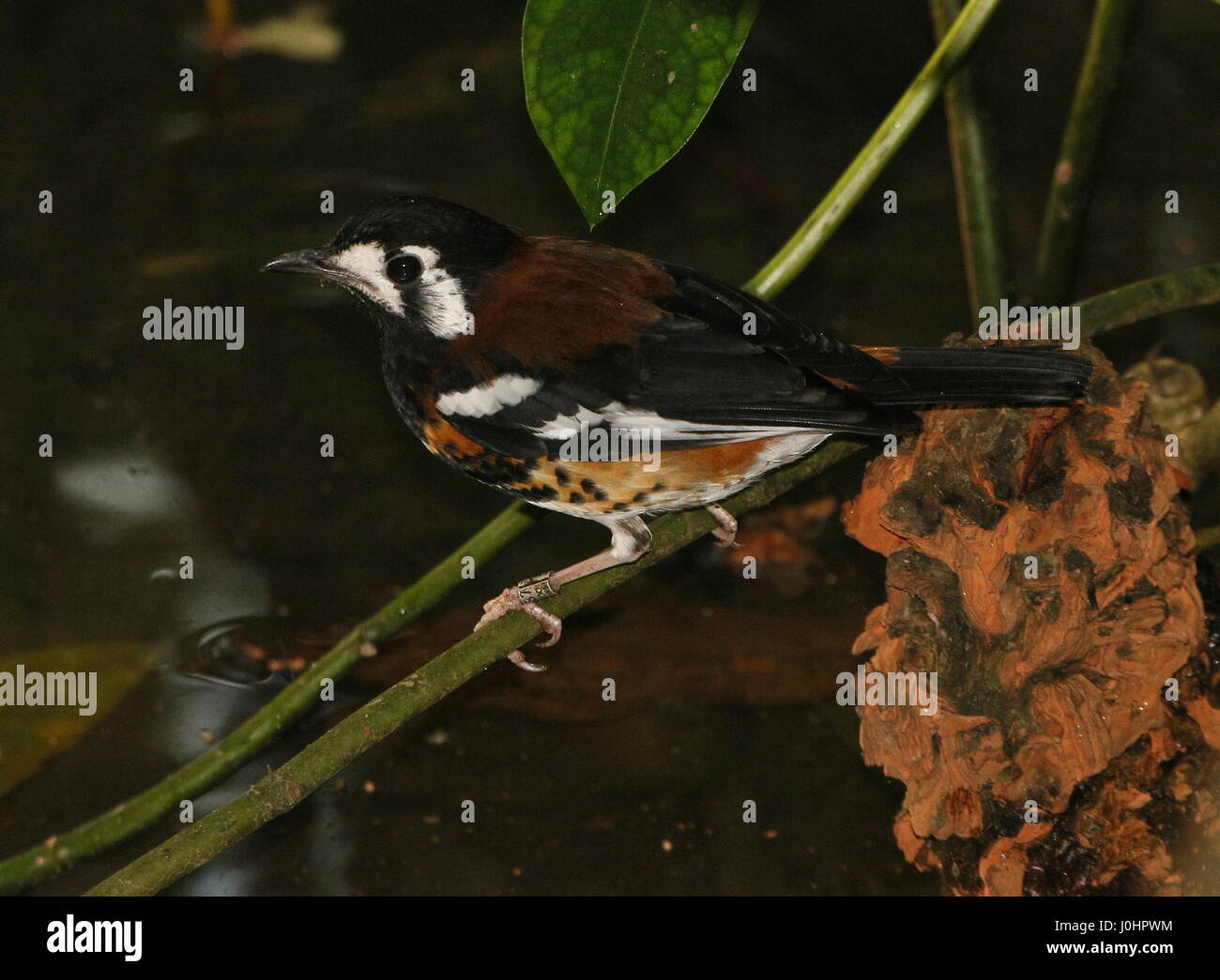Chestnut backed ground thrushes High Resolution Stock Photography and ...