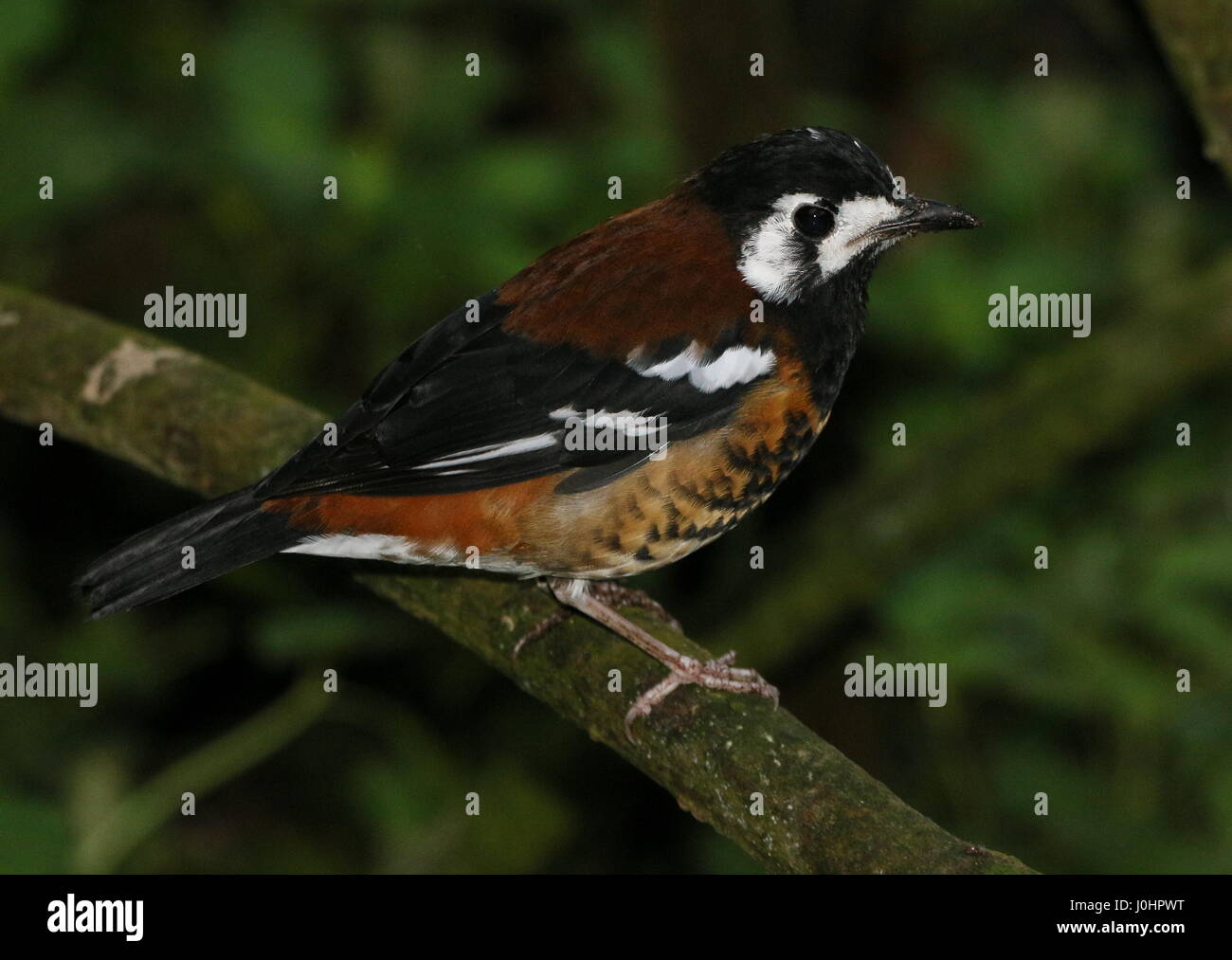 Asian Chestnut backed ground thrush (Geokichla dohertyi, Zoothera ...