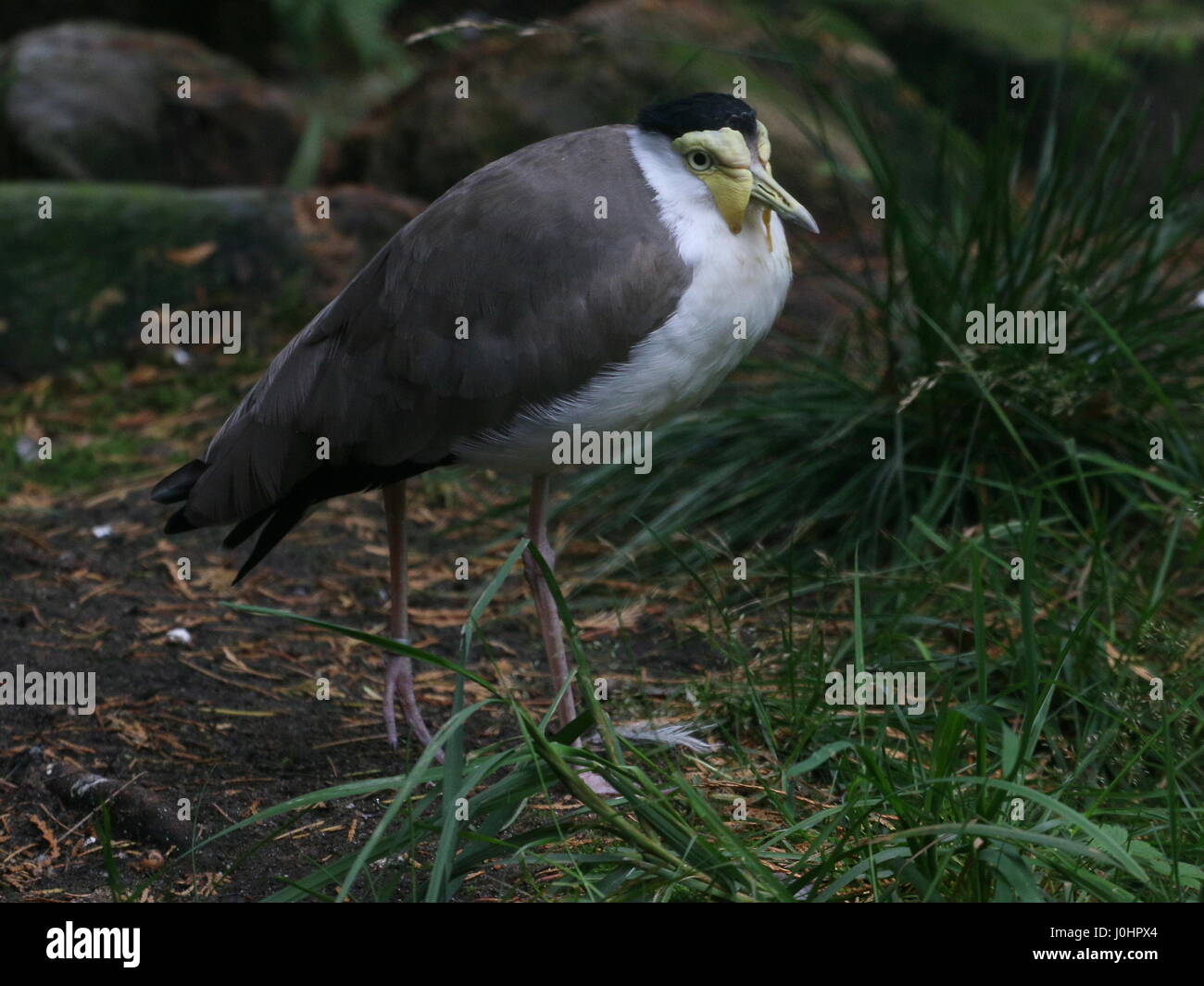 Australian Masked Lapwing (Vanellus miles) foraging Stock Photo - Alamy