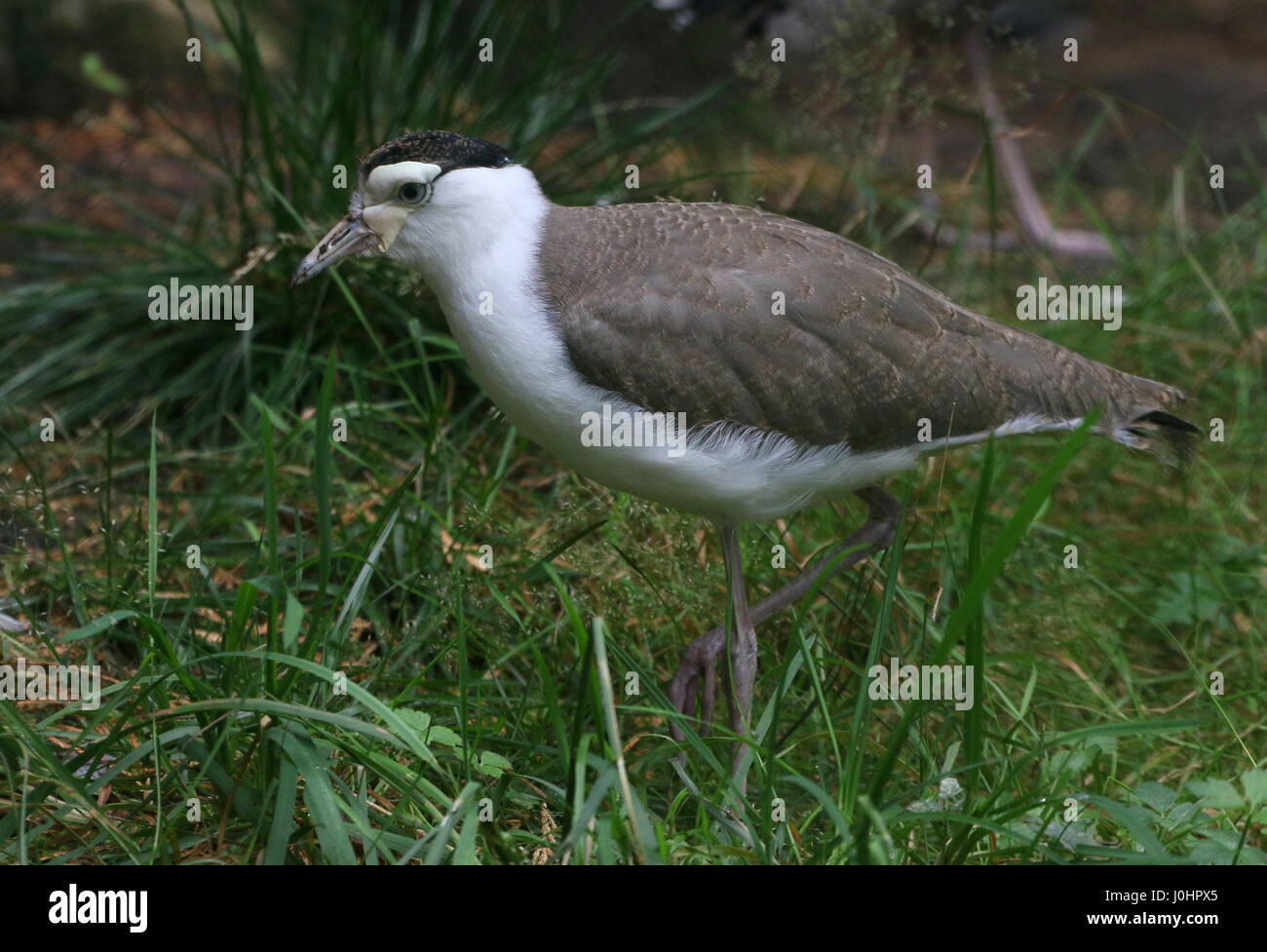 Juvenile Australian Masked Lapwing (Vanellus miles Stock Photo - Alamy