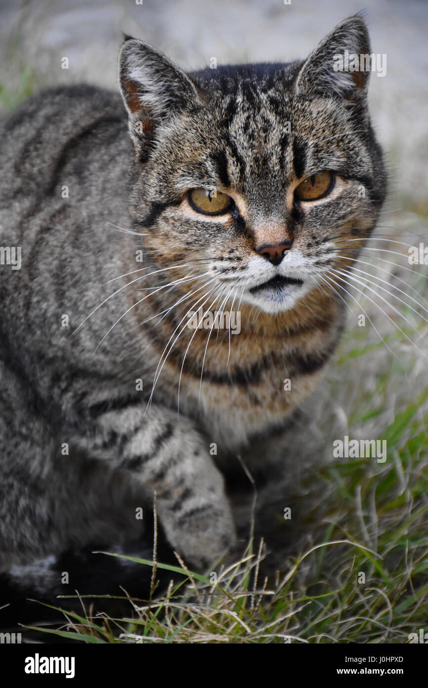 Photograph of a tamed cat coming towards the camera, with an almost ...