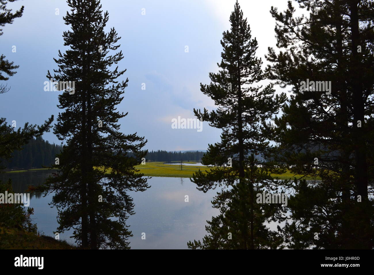 Yellowstone Lake through trees Stock Photo - Alamy