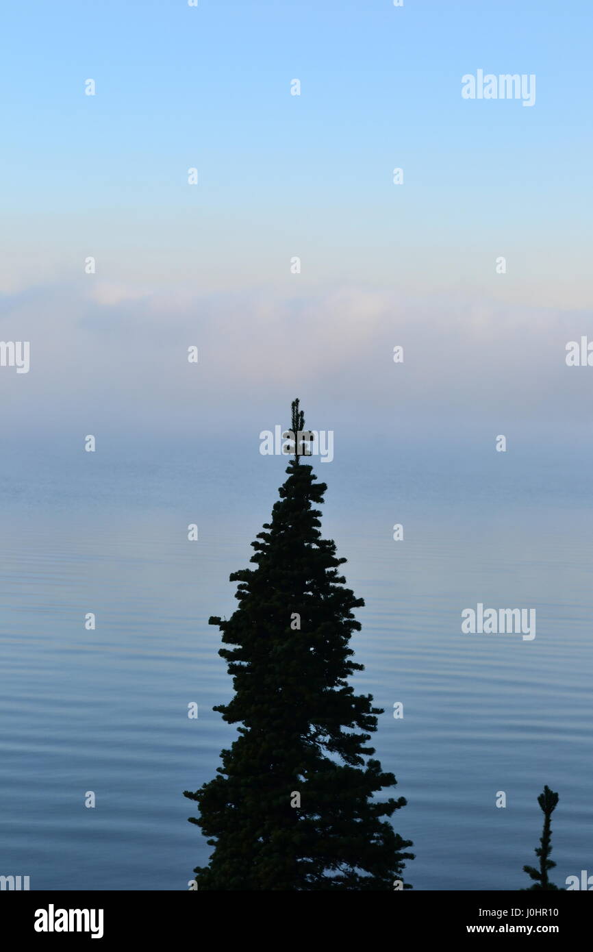 Fog over lone tree hi-res stock photography and images - Alamy